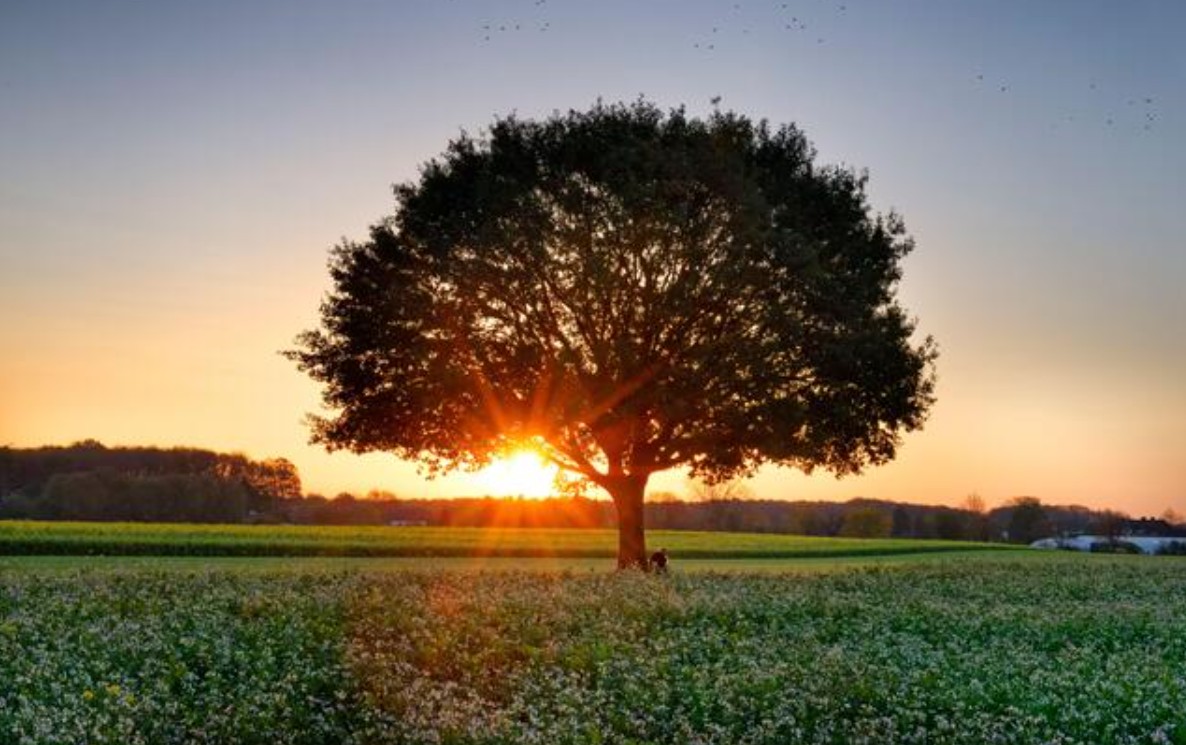 Why Jesus Prayed for Unity – Lamp and Light